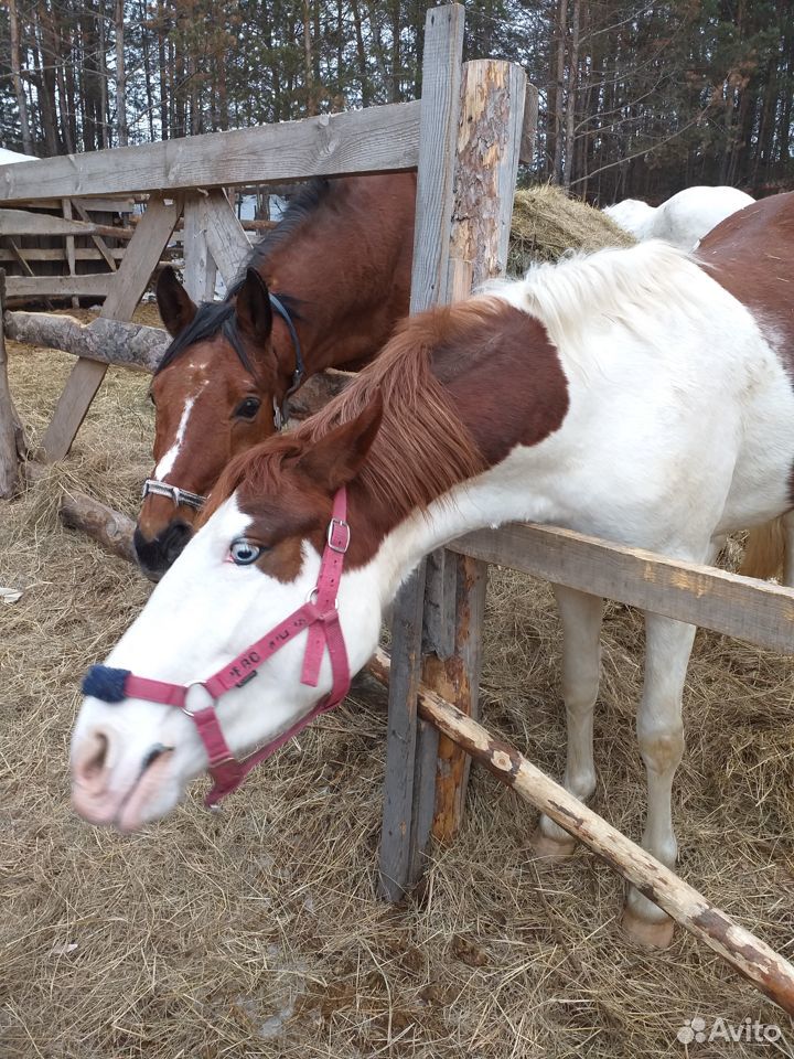 Лошадь Мила