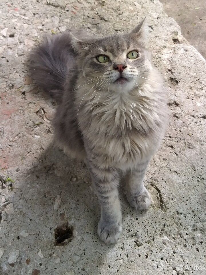 Кот