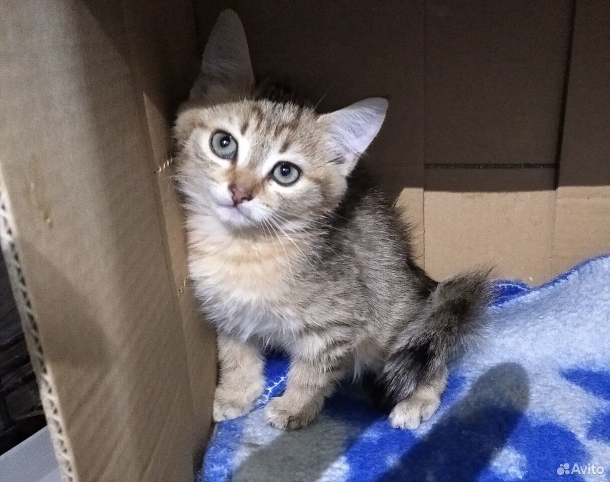 Котенок в добрые руки