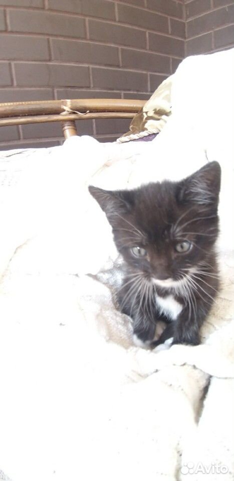 Кошка