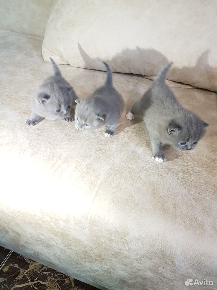 Котята Шотландские короткошерстные