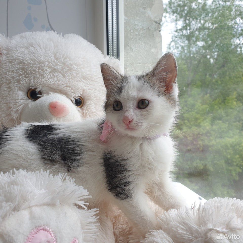 Котёнок