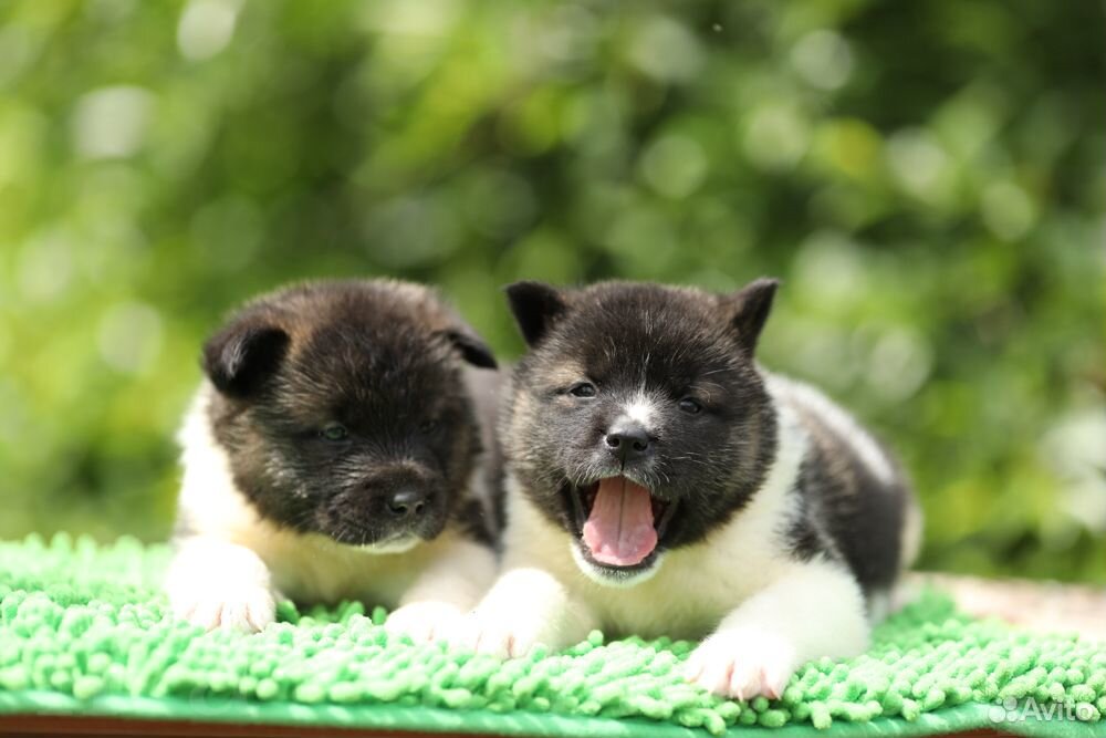 Щенки ам.акиты