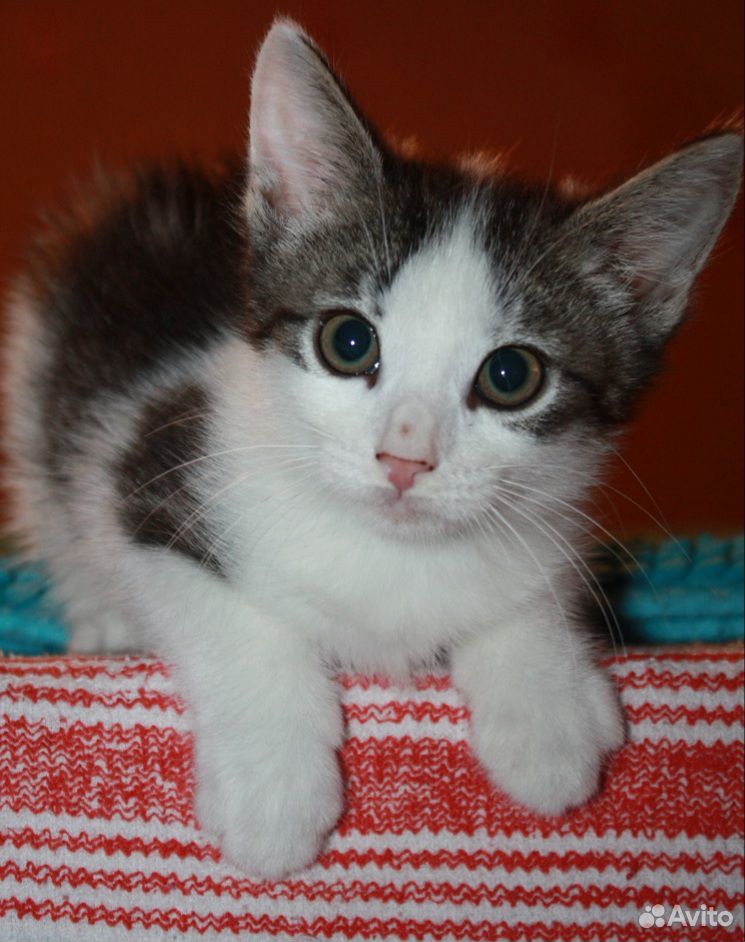 Малышу Филиппу нужна мама