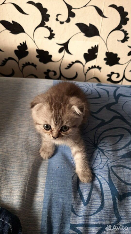 Британская