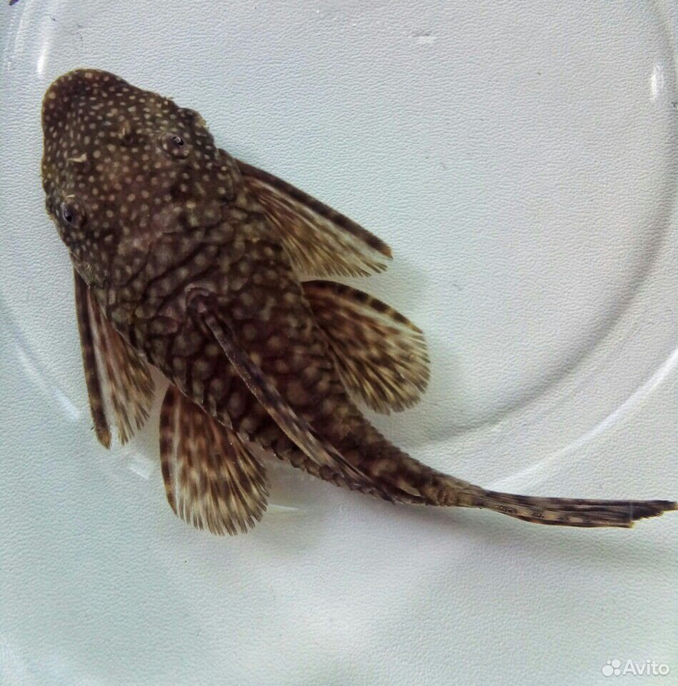 Сомик-Анциструс