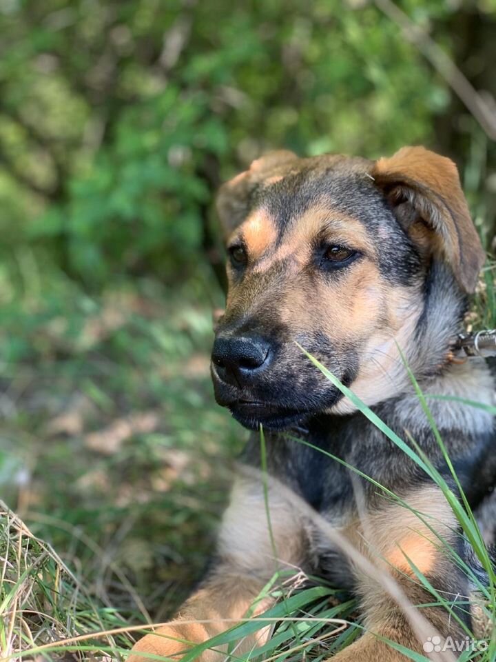 Собака в добрые руки