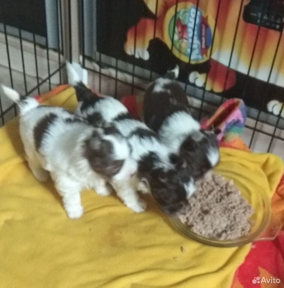 Щеночки биро - йорки