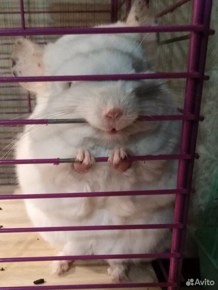 Вязка шиншилл