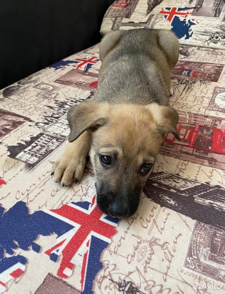 Плюшевый щенок Зойка - весёлая малышка ищет дом