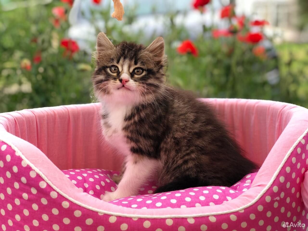 Котенок супер ласковый