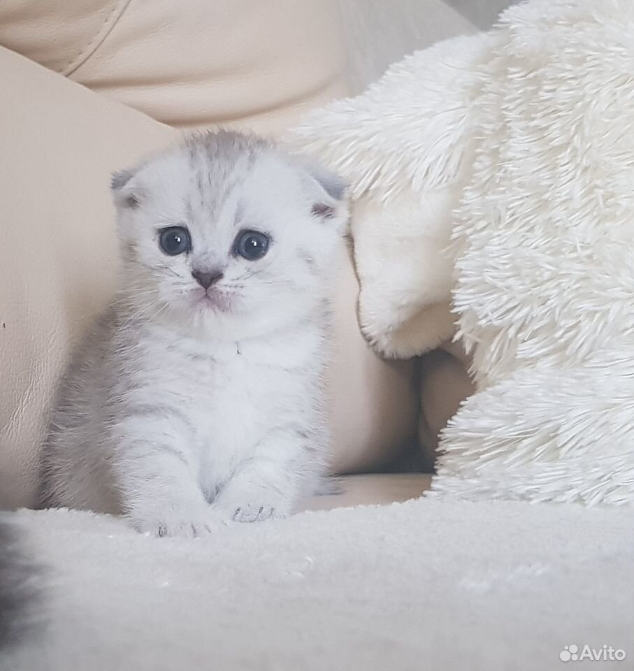 Котята рожденные 9 мая