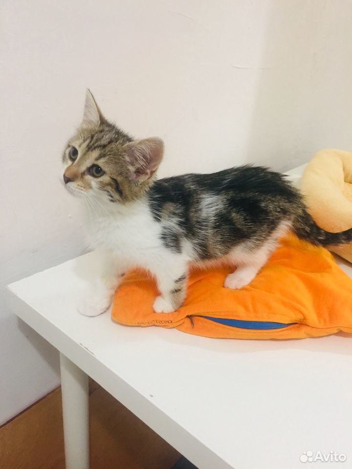 Котенок Девочка 3мес