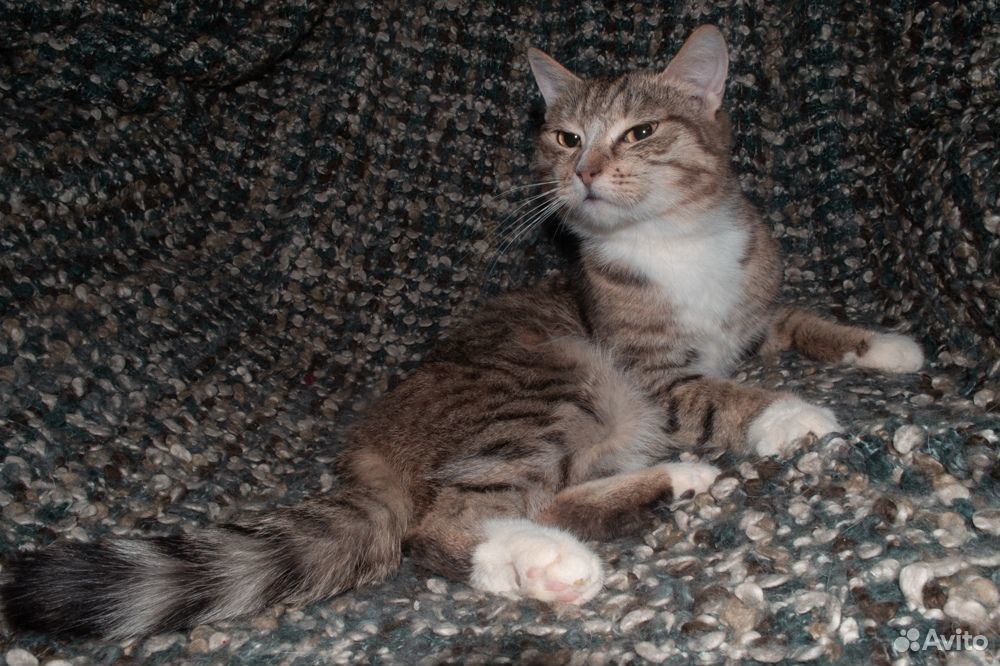 Кошка Шелли