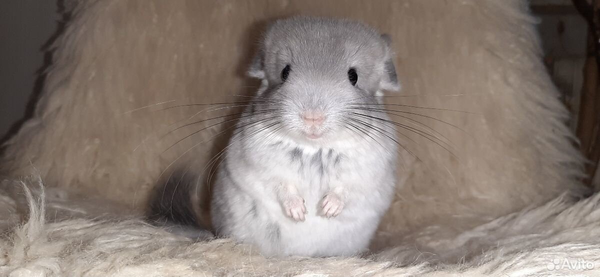 Улыбчивый мальчик