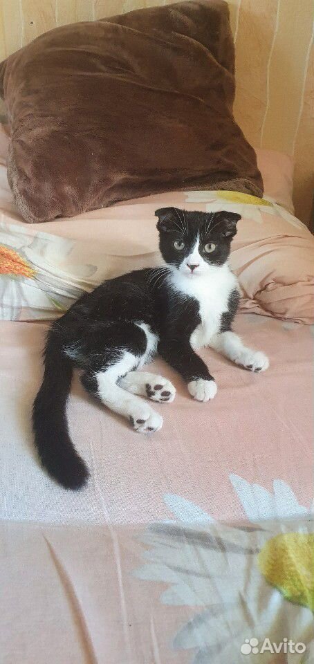 Котенок