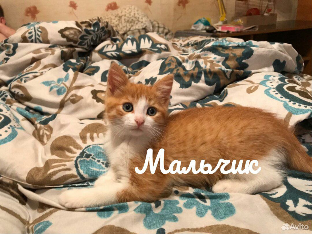 Рыжий солнечный котенок, 2,5 месяца