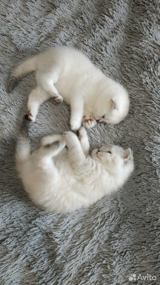 Шотландские шиншилловые котята
