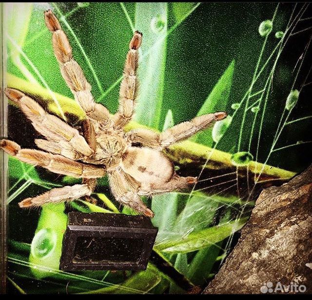 Паук птицеед Psalmopoeus cambridgei