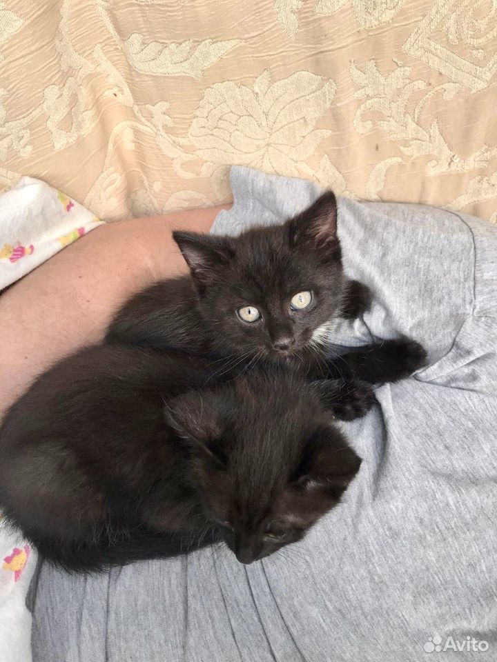 Замечательные котятки в добрые, заботливые руки