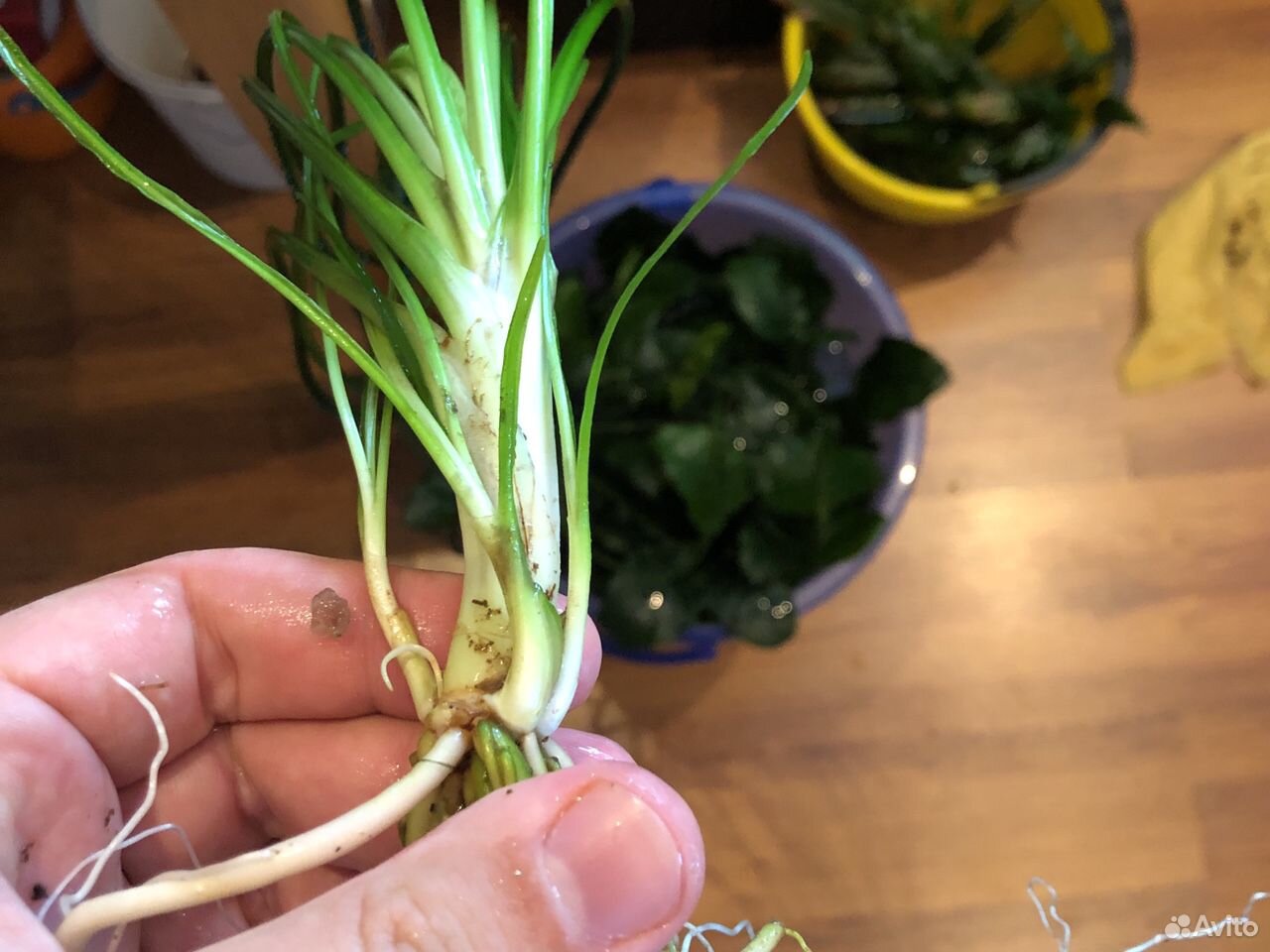 Кринум каламаструм