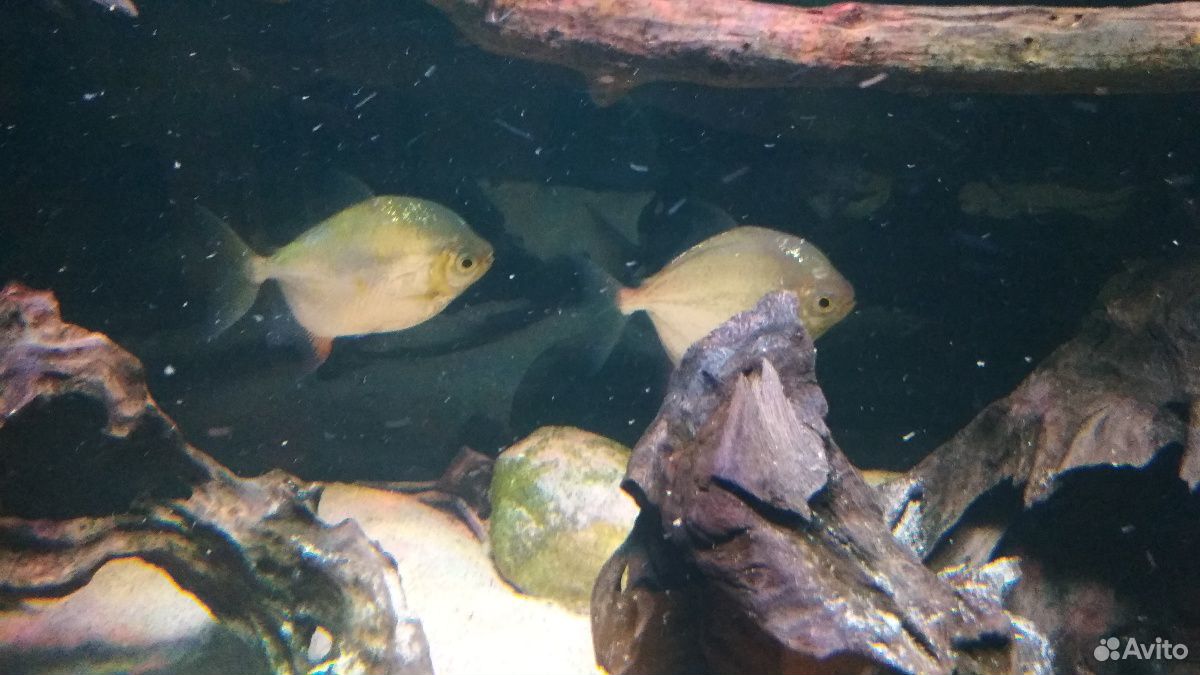 Милеус красноплавничный