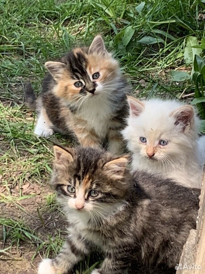 Котята