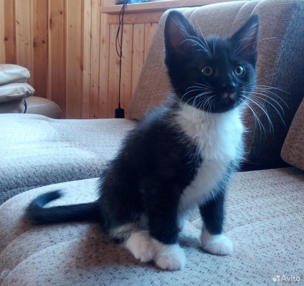 Чёрный с белым котёнок "во фраке"