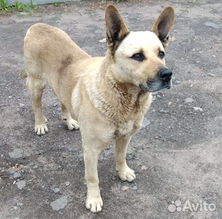 Самый преданный пёс