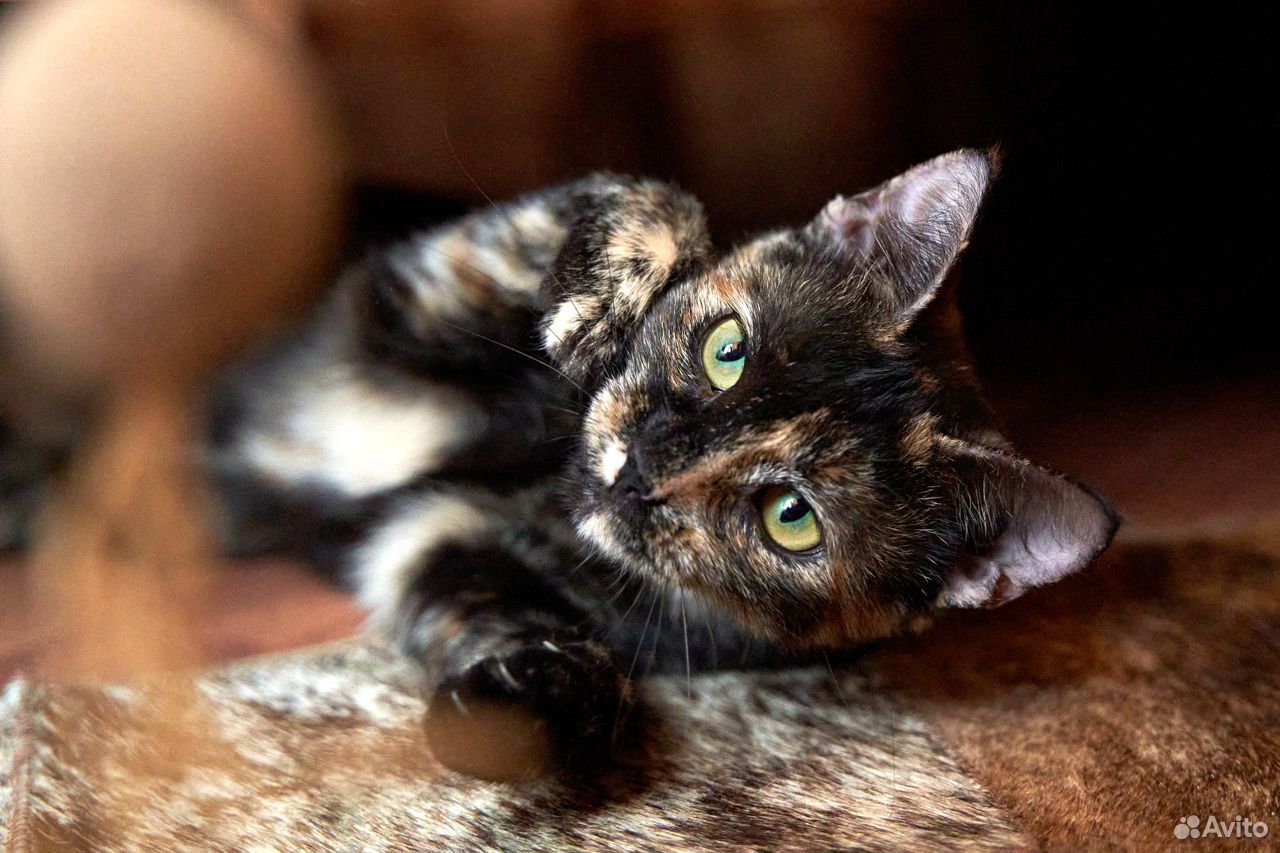 Изящная Аля в добрые руки