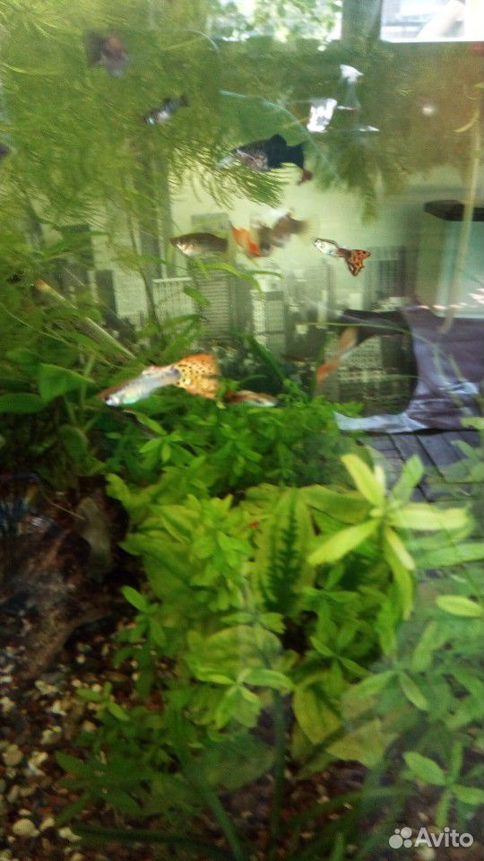 Меченосцы, моллинезии,гуппи