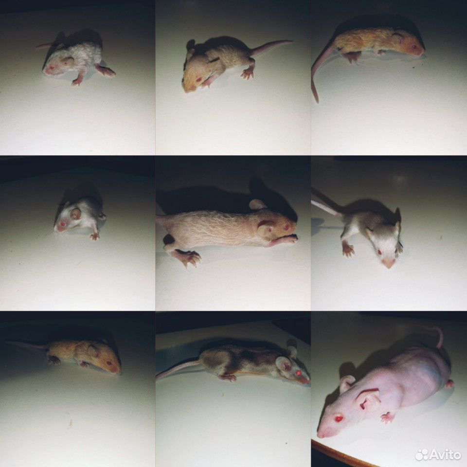 Сатиновые мышки (кудряшки)