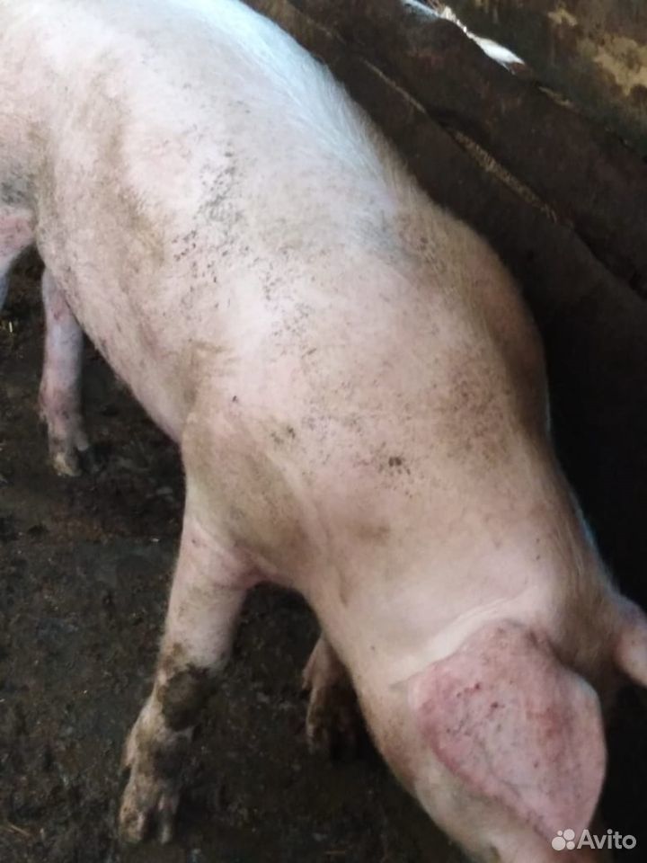 Хряк породы см-1