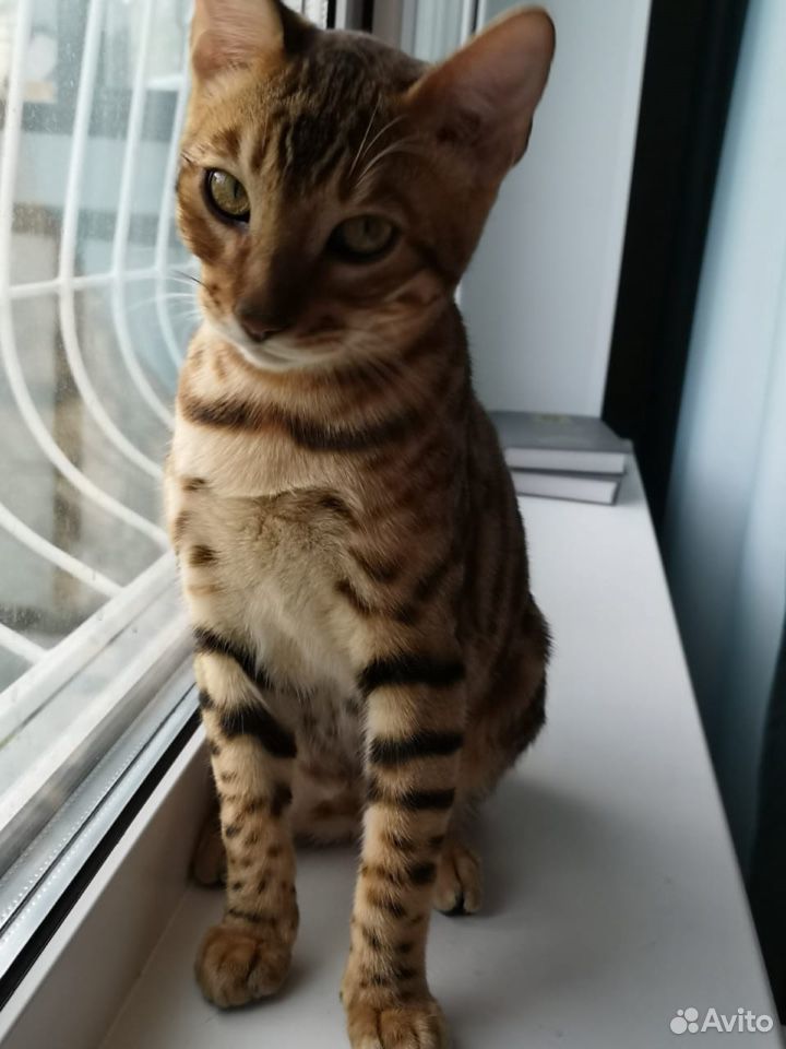 Бенгальская