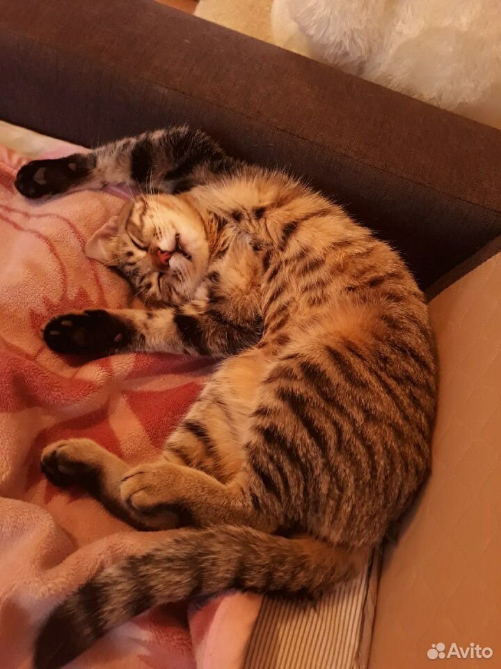 Кот