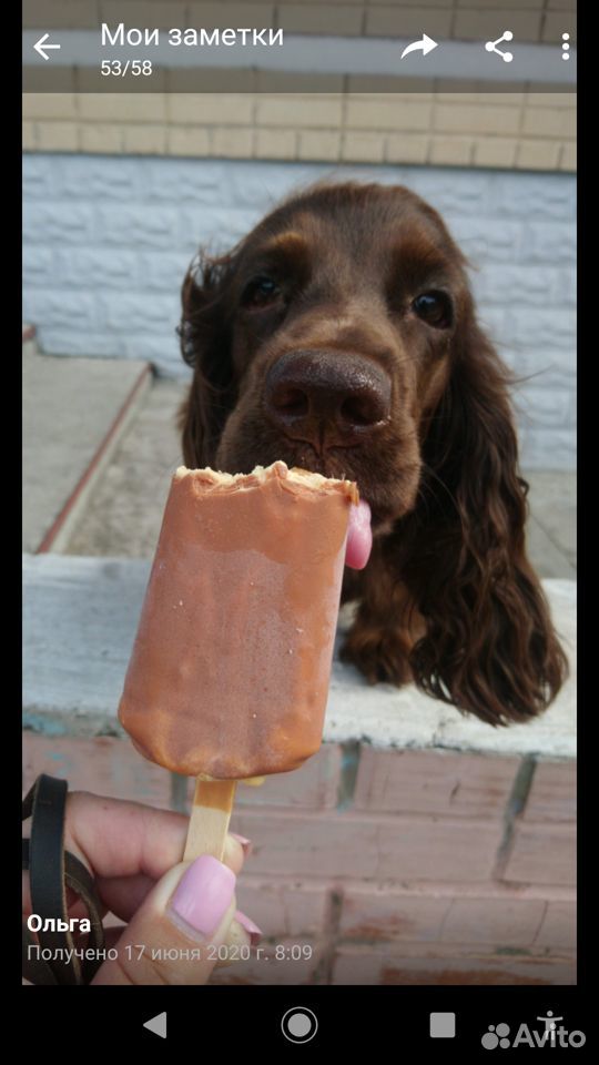 Вязка Английский спаниель