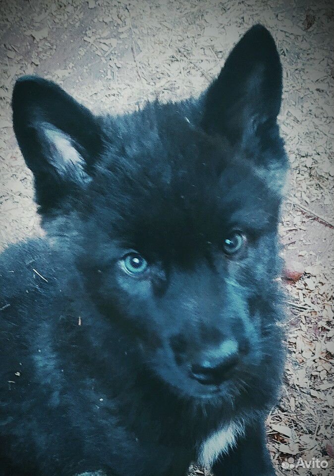 Американский вольфдог