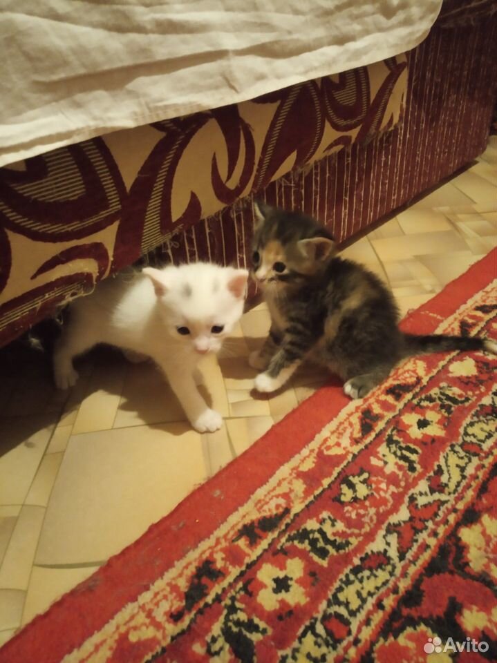 Отдам котят в хорошие руки (котята месячные, мальч
