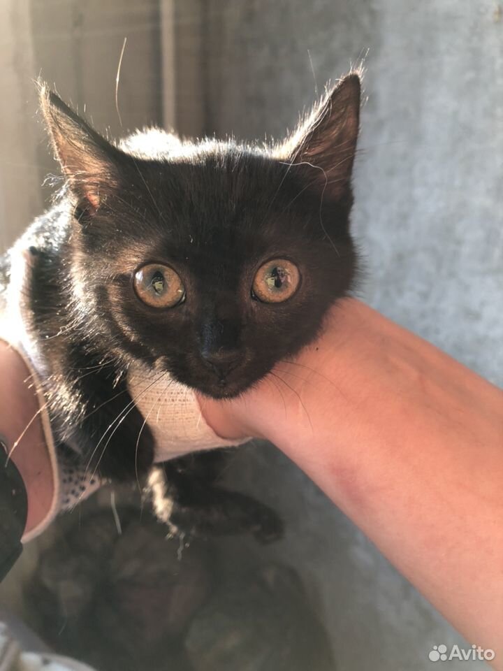 Котёнок в добрые руки