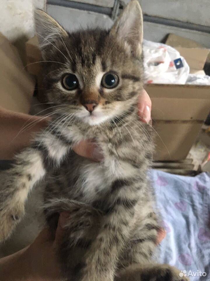 Котенок-девочка