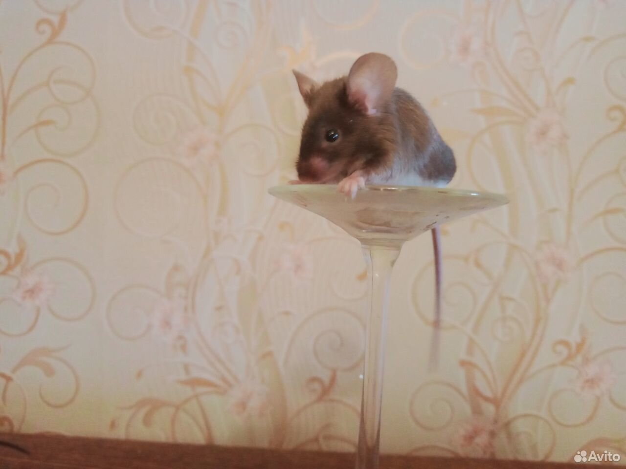 Декоративные мышки