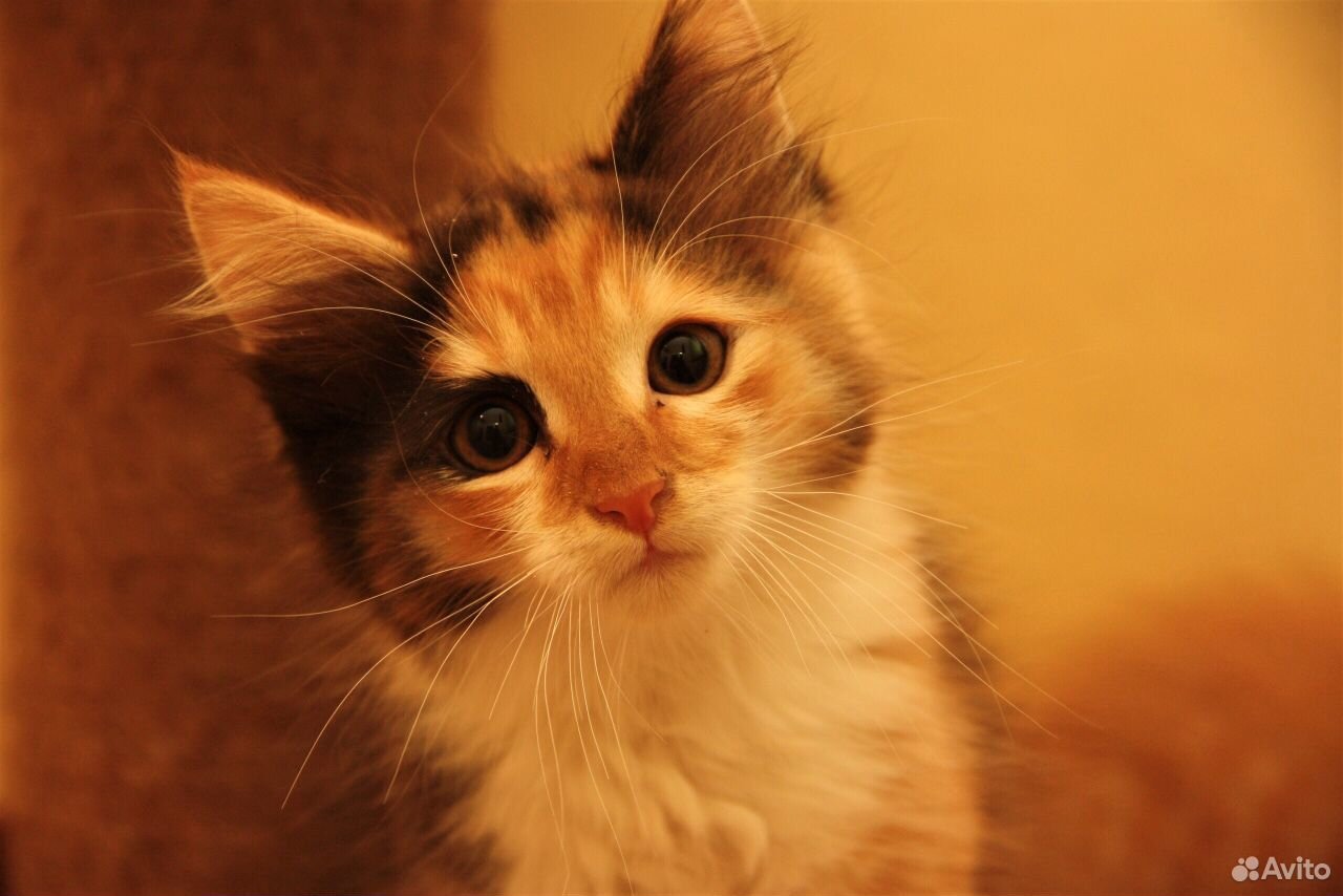 Котенок дев Сказка