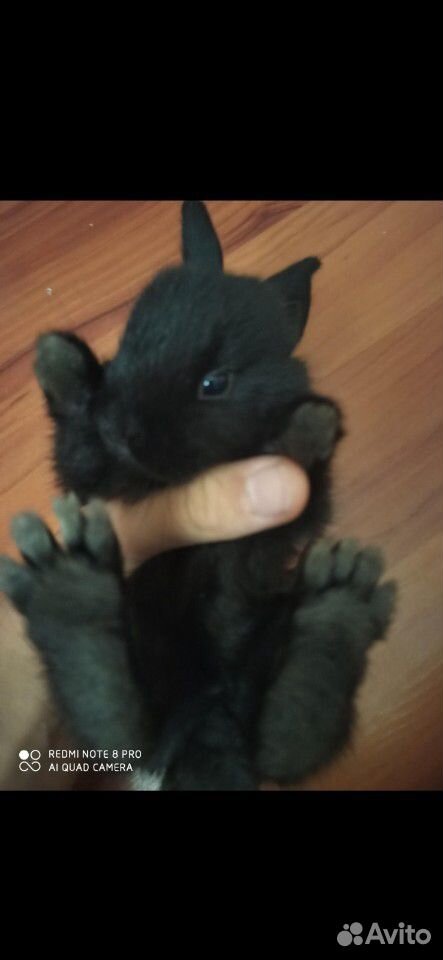 Крольчата вислоухие, порода французский баран