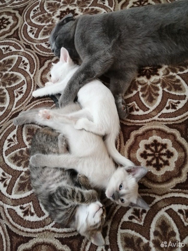 Котята