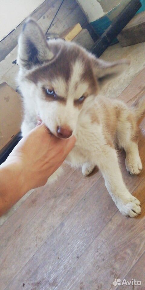 Сибирский хаски