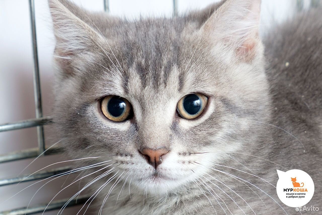 Может Кшиштов это ваша судьба