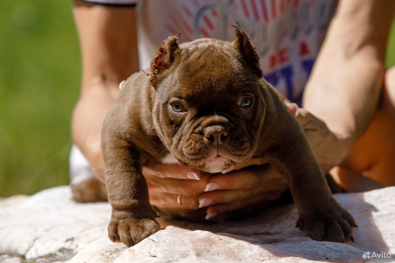 Щенки Американ булли