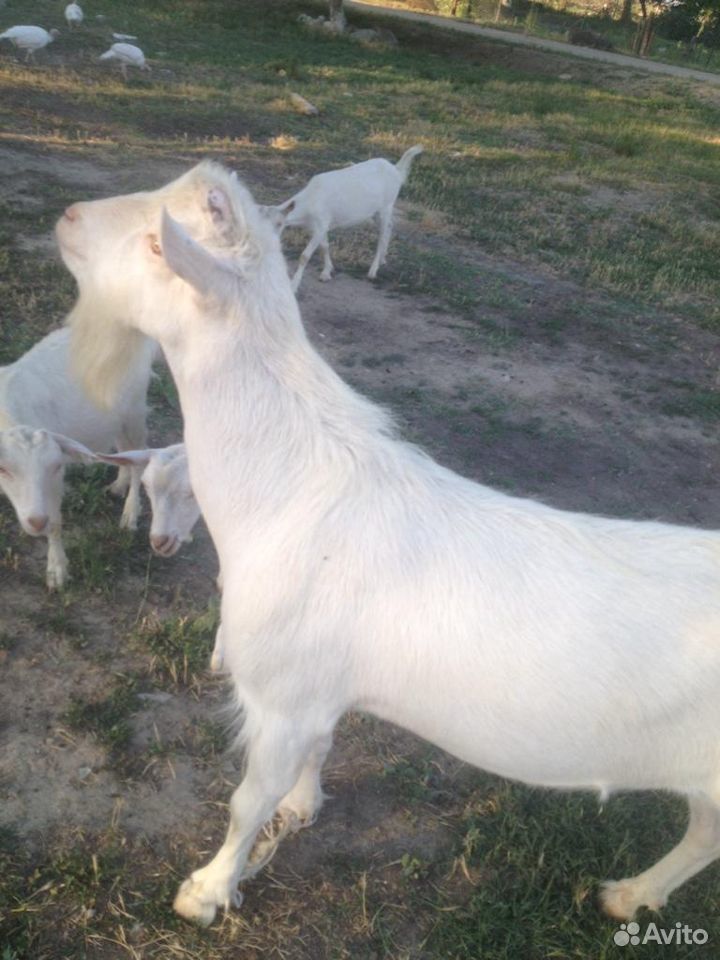 Козёл молочной породы