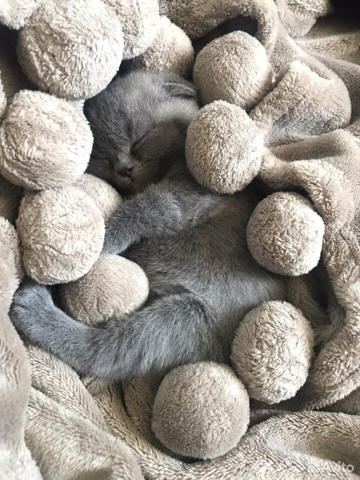 Шотландская