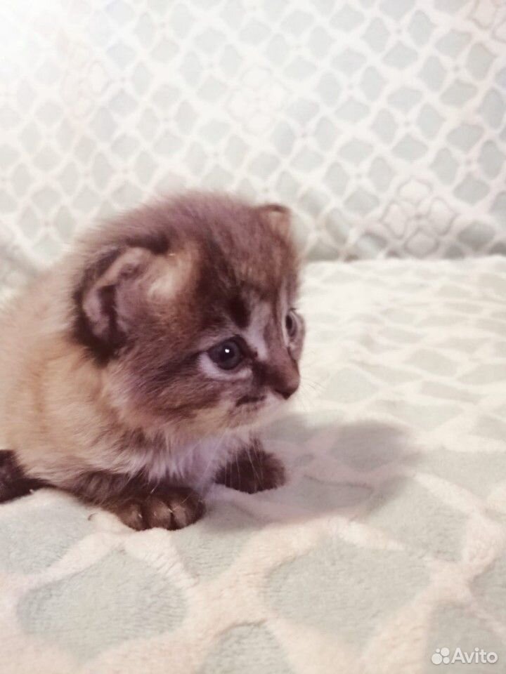 Американский кёрл